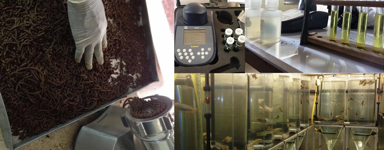 Home | Sustainable Fish Feed Development in Ghana Home | Sustainable Fish Feed Development in Ghana